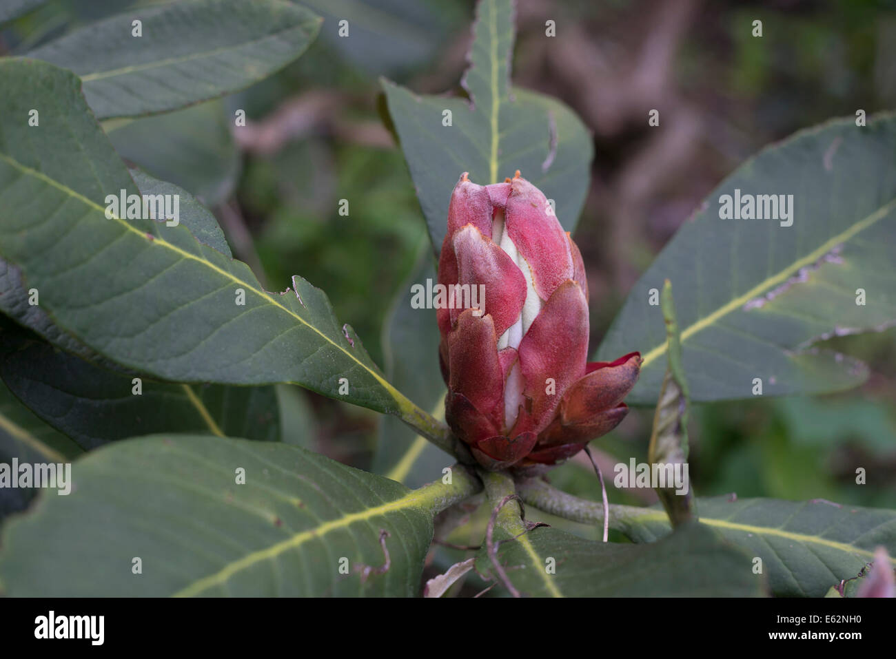Flower bud on a broad leaf rhododendron Stock Photo - Alamy