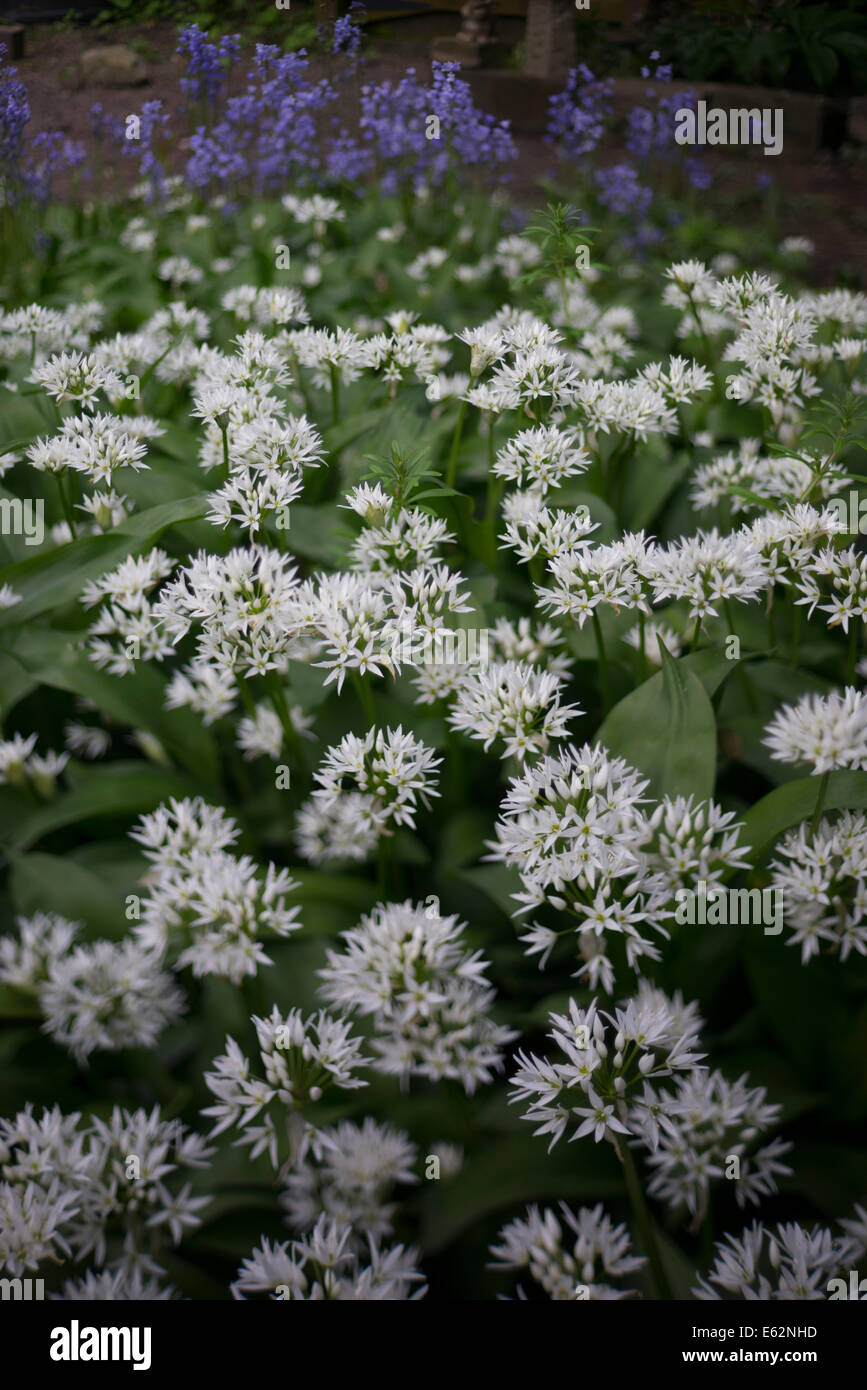 Ramsons plant hi-res stock photography and images - Alamy