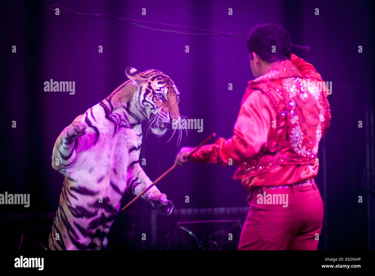 Circus show tiger tamer hi-res stock photography and images - Alamy