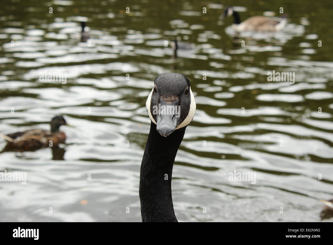 Canadian goose facing camera hi-res stock photography and images - Alamy