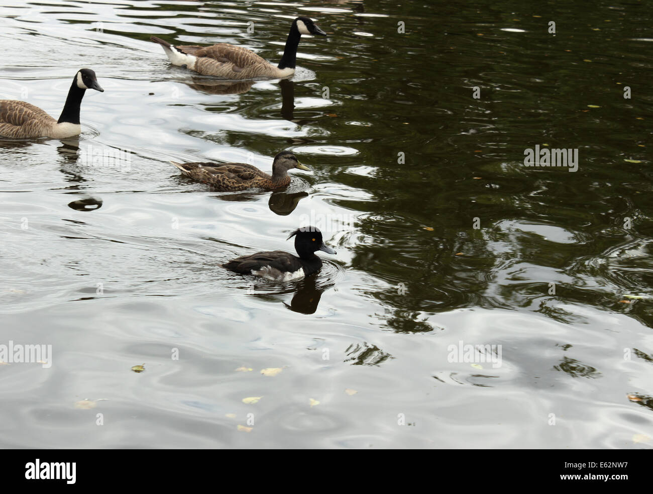 Canadian geese, tufted duck, and female mallard race across a lake to ...