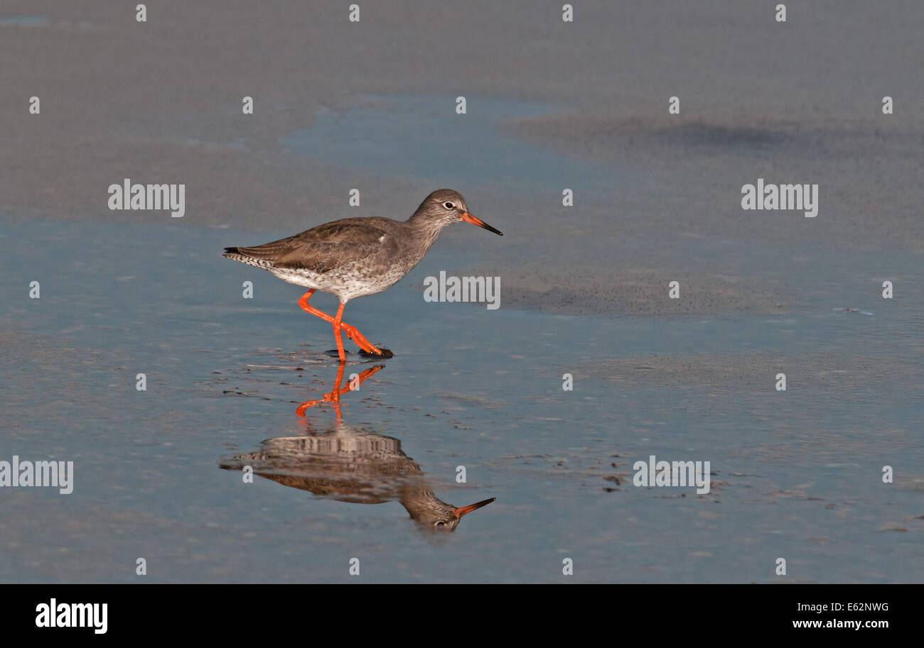 Redshank uk hi-res stock photography and images - Alamy