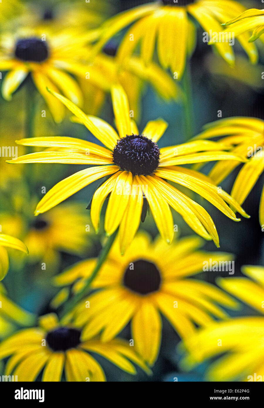 Rudbeckia subtomentosa, Sweet Coneflower Stock Photo - Alamy