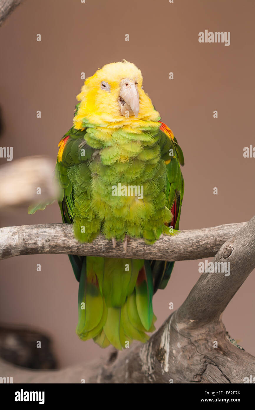 Wisdom wings hi-res stock photography and images - Alamy