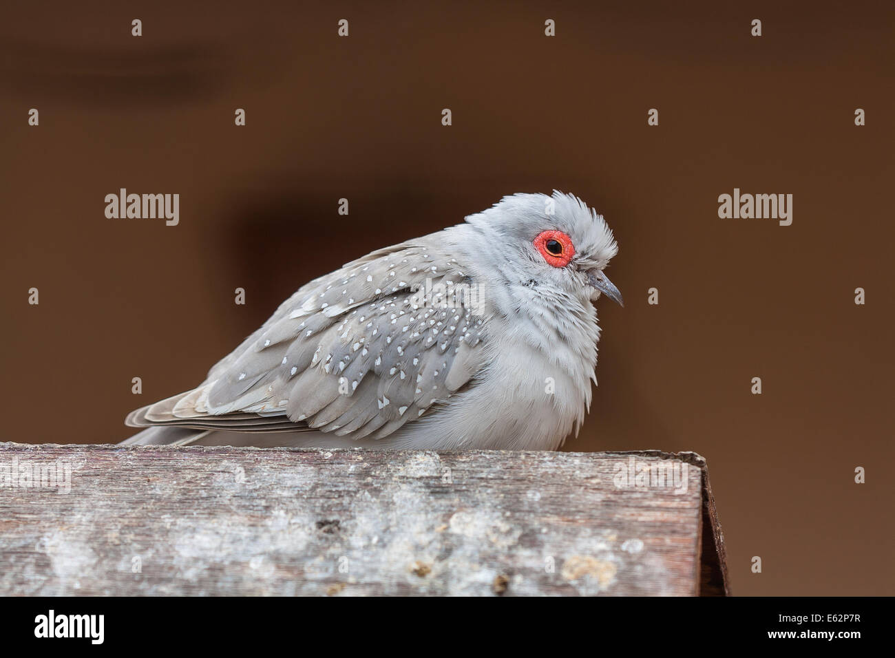 Long fly hi-res stock photography and images - Alamy