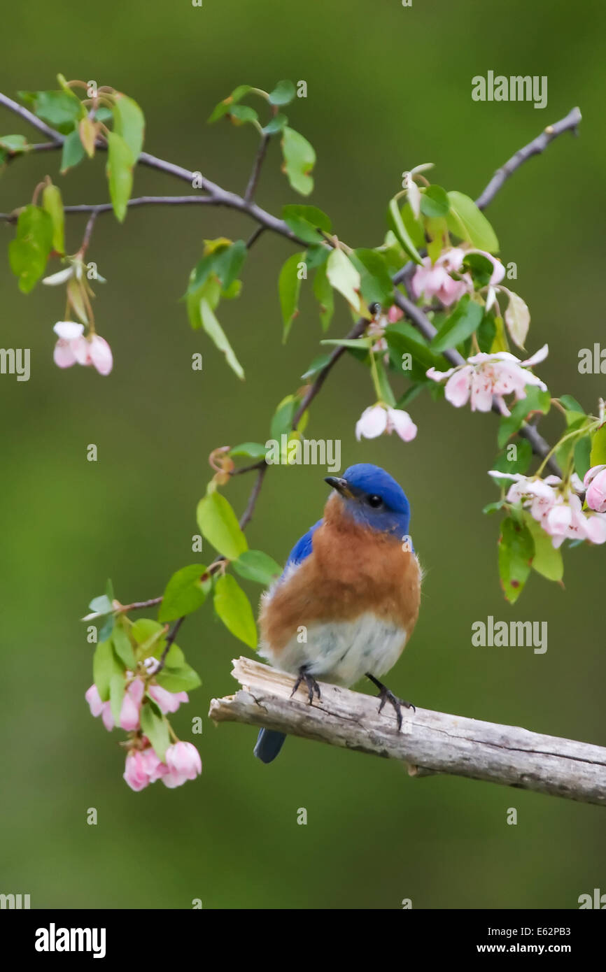 Eastern Bluebird Perched in Pale Pink Flowers Stock Photo - Alamy