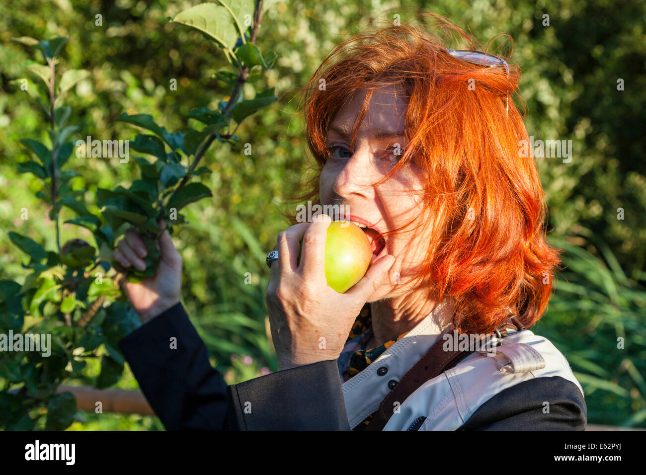 Apples to be picked hi-res stock photography and images - Alamy