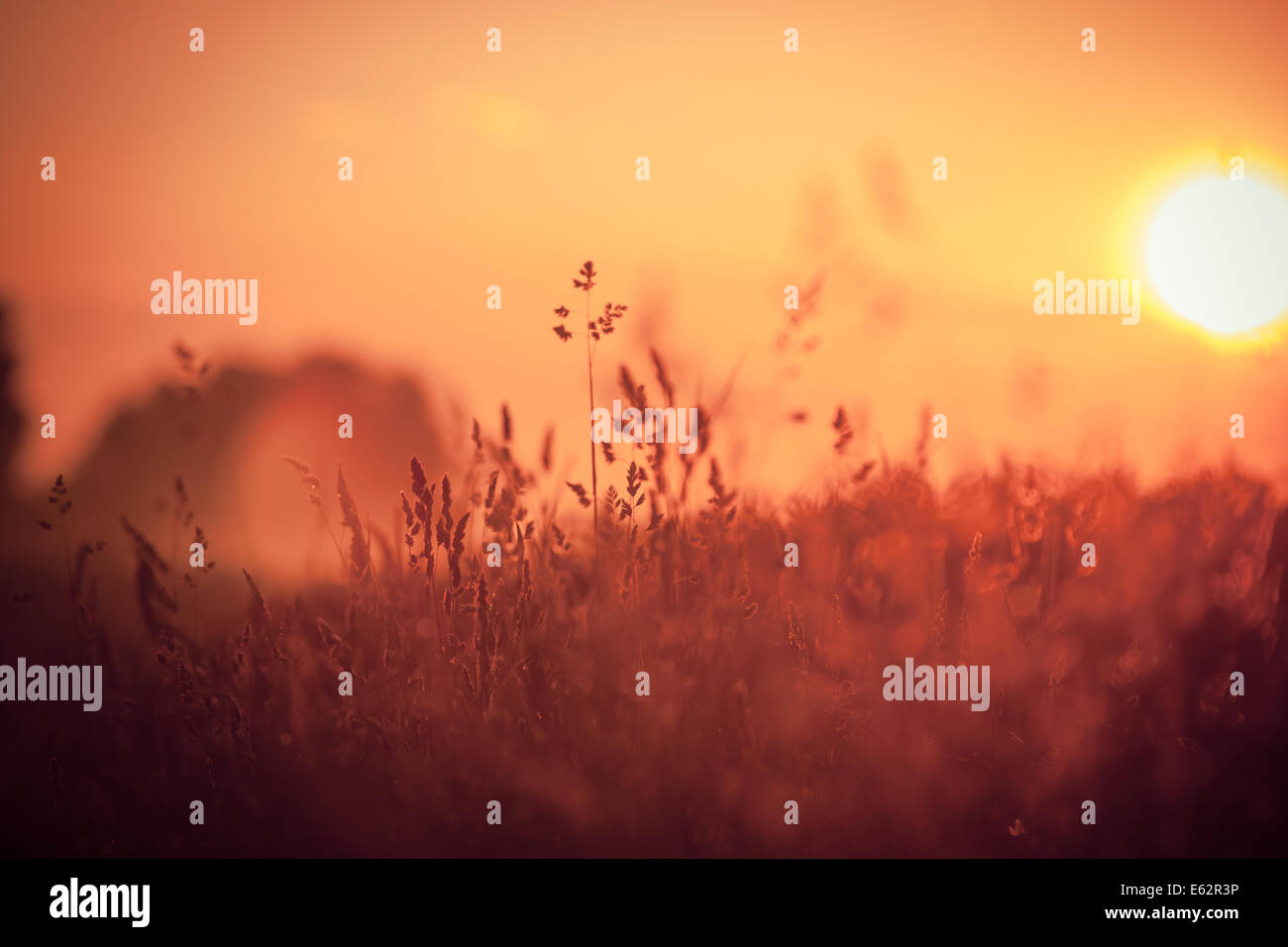 Red grass field hi-res stock photography and images - Alamy