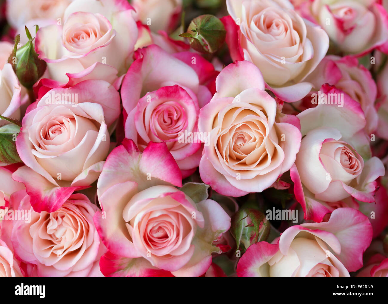 Roses background hi-res stock photography and images - Alamy