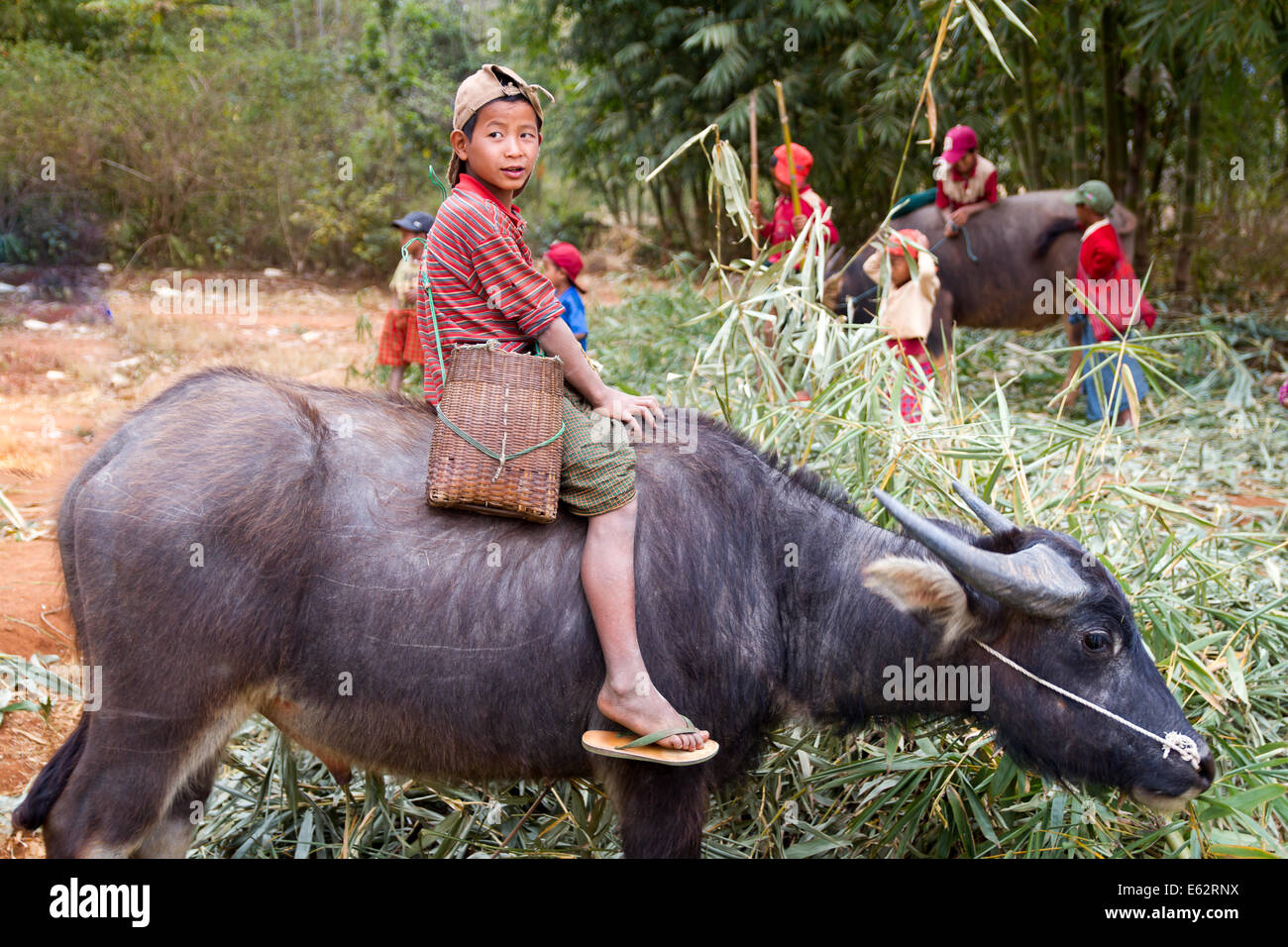 Boy sitting on a buffalo with children playing in background, Shan ...