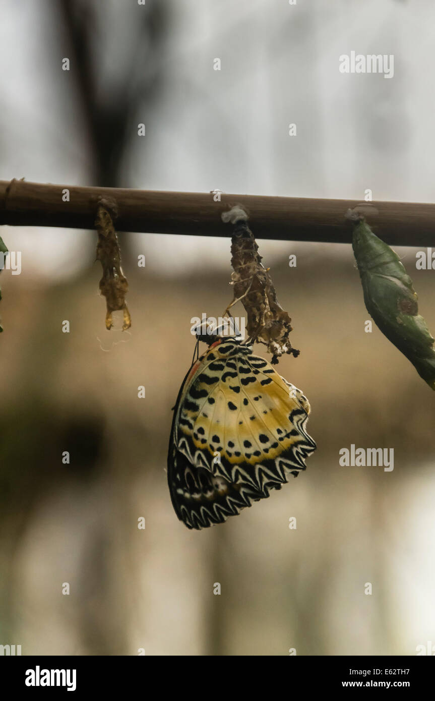 Gilmerton Butterfly World, Edinburgh - butterfly breeding, emerged from ...