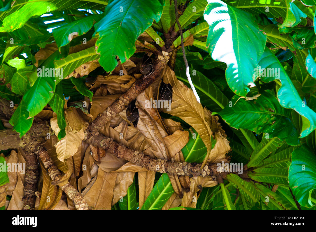 Bats of thailand hi-res stock photography and images - Alamy