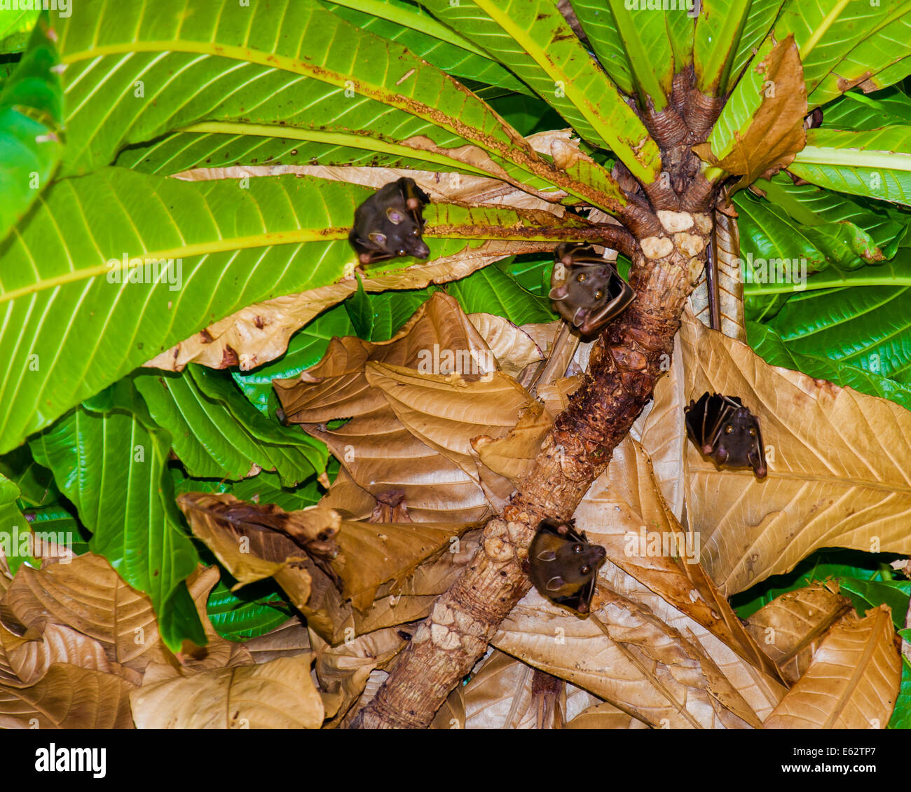 Small bats hanging in tree, Thailand Stock Photo - Alamy