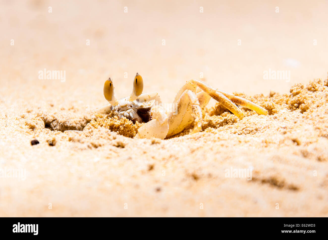 Closeup of Crab digging a hole in the sand Stock Photo - Alamy