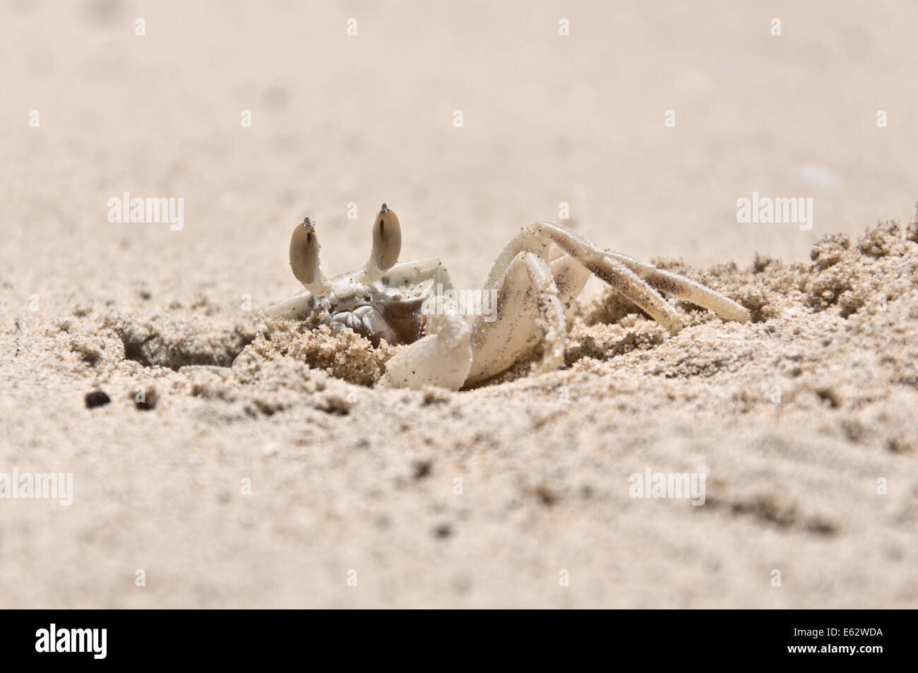 Closeup of Crab digging a hole in the sand Stock Photo - Alamy