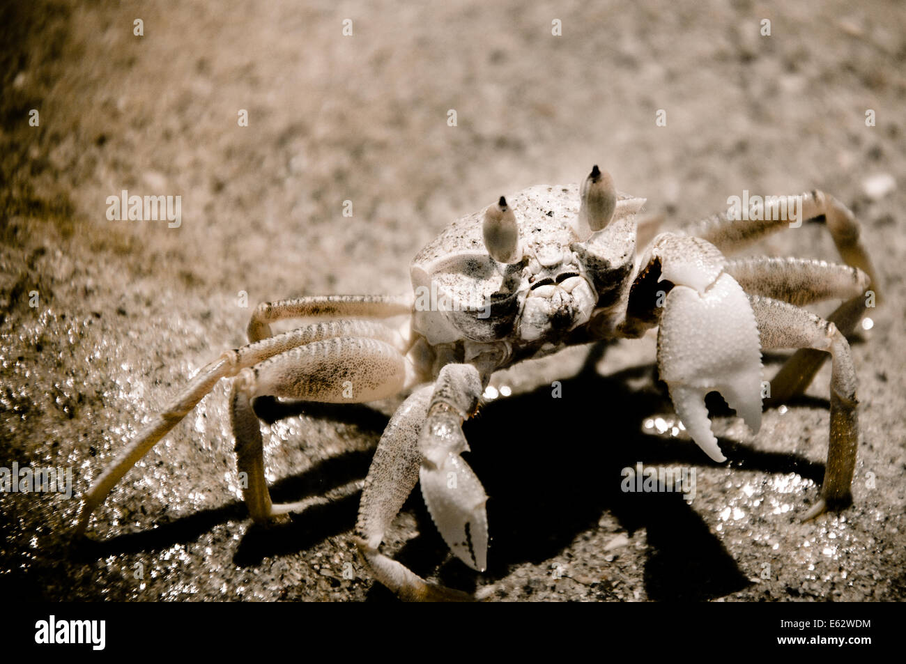 Sand crab fish hi-res stock photography and images - Alamy