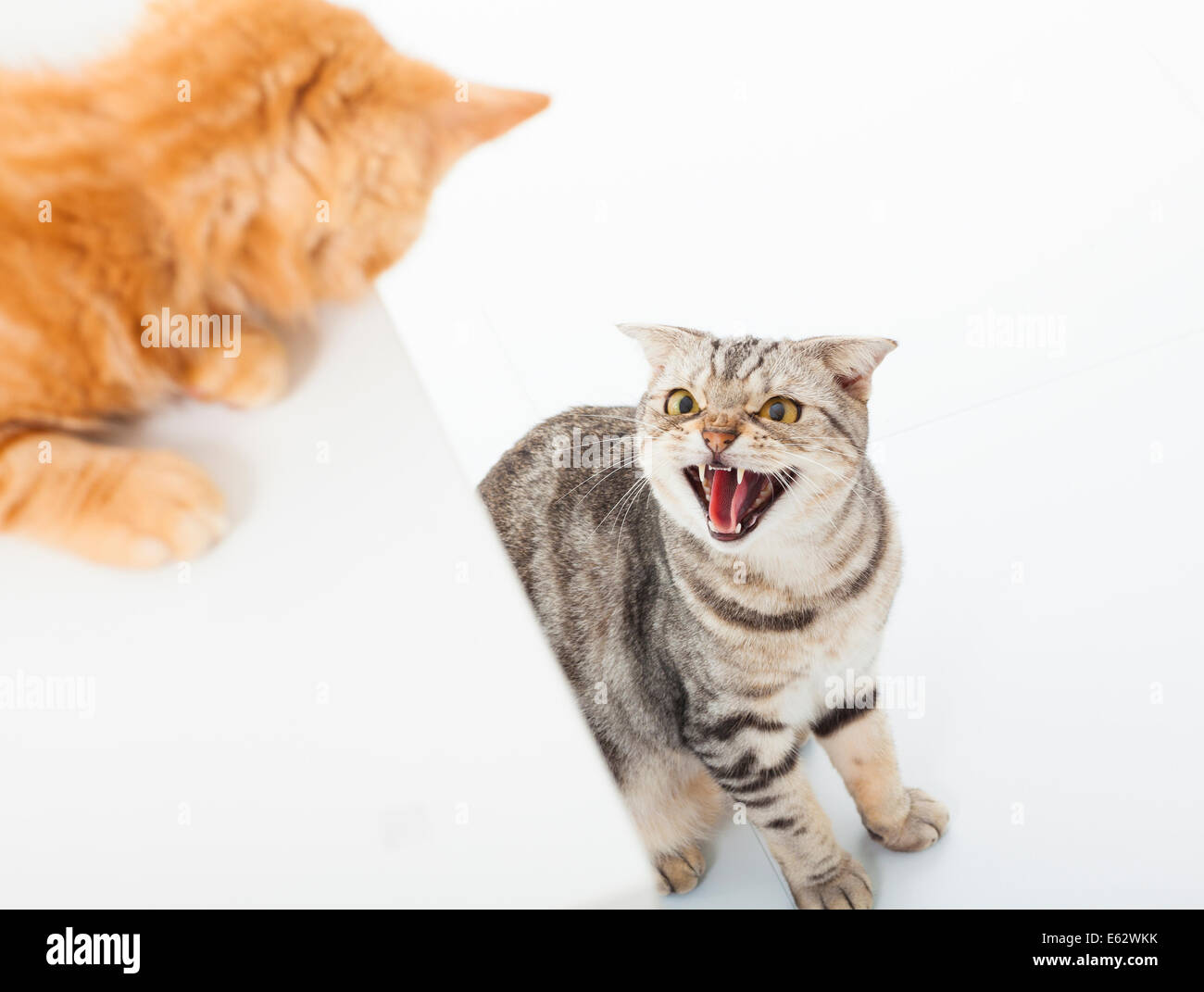 closeup of two cats in a conflict over white background Stock Photo - Alamy