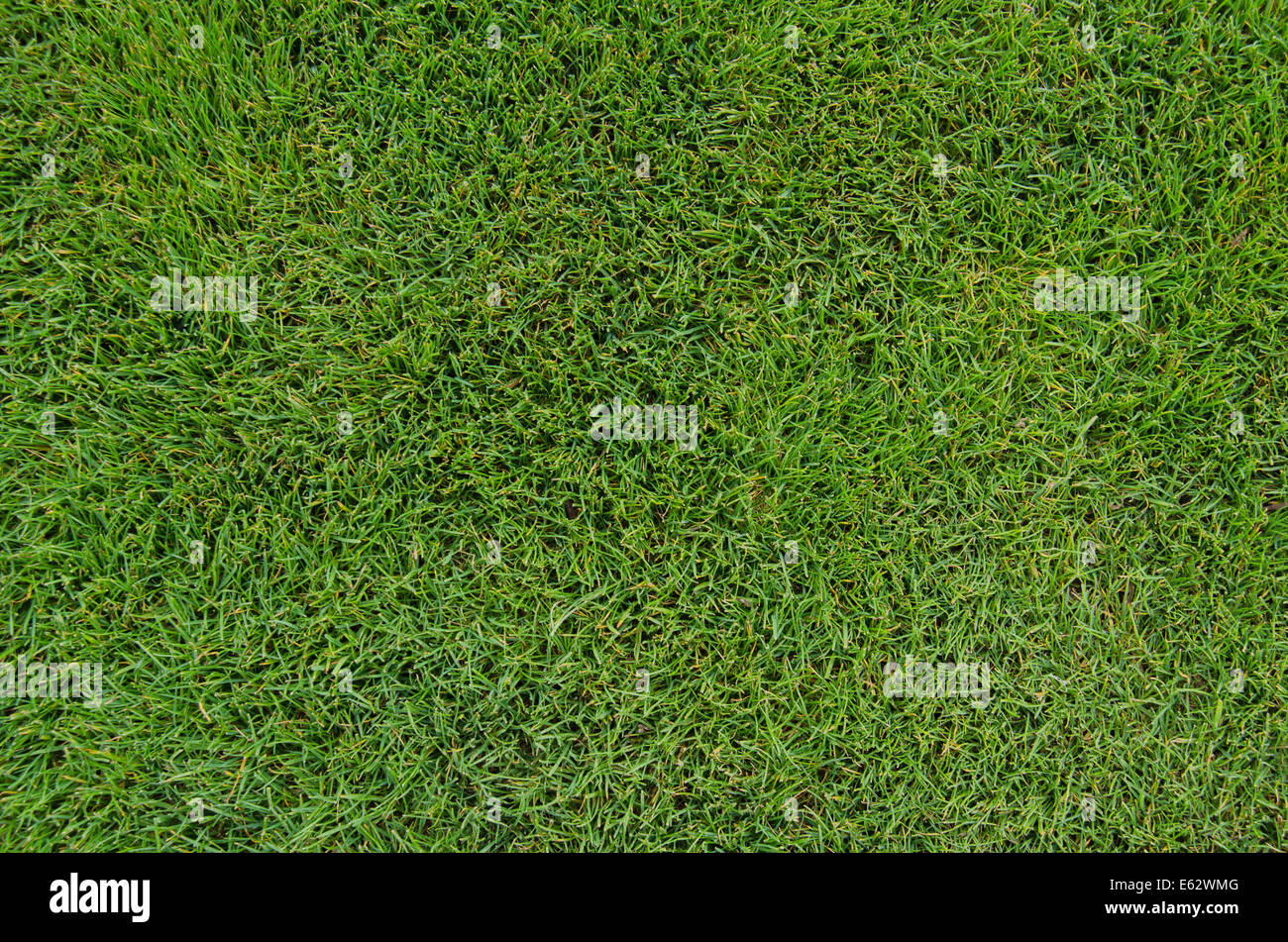 A background of fairway grass from a golf course Stock Photo - Alamy