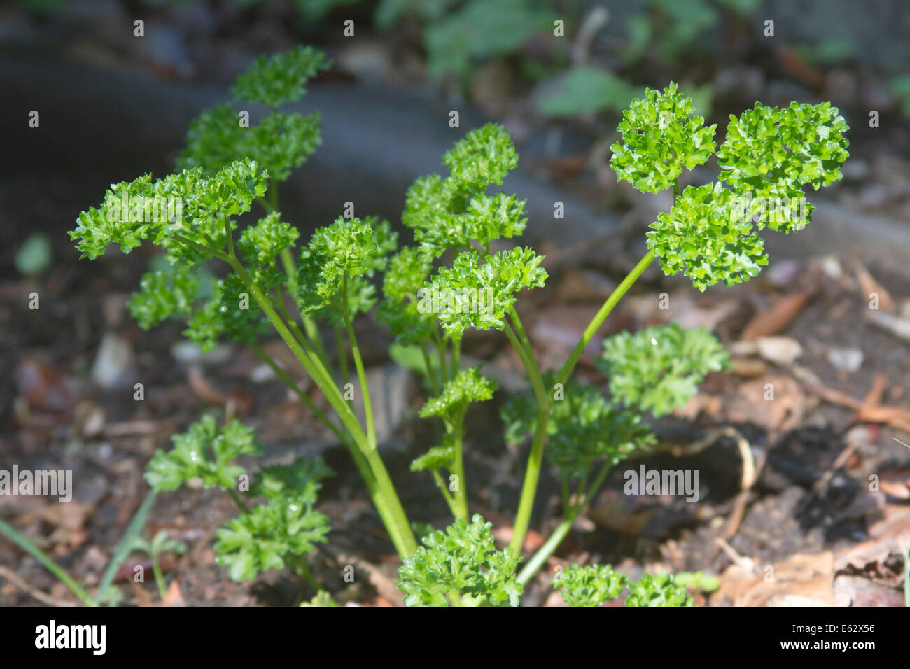 Close up of curly parsley growing in a garden in summer Stock Photo - Alamy