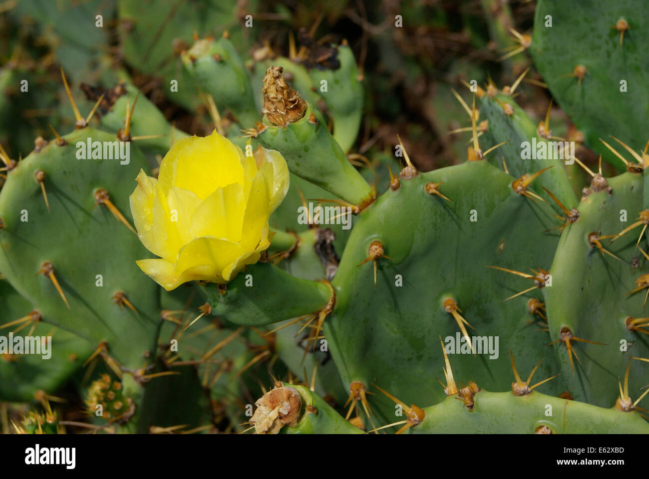 Kerala Monsoon Flower High Resolution Stock Photography and Images - Alamy