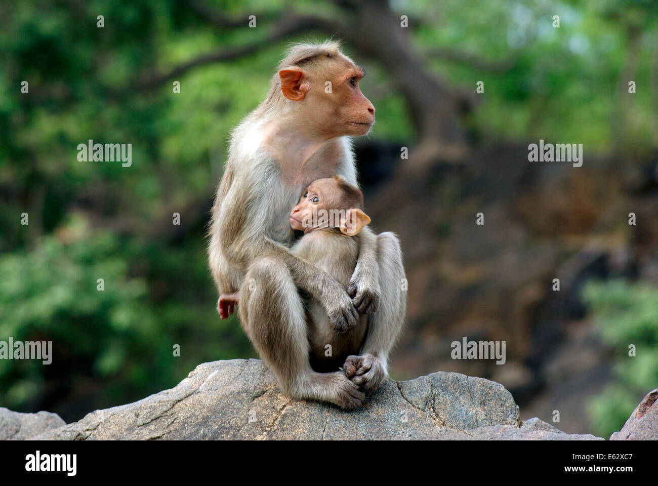 Macaques carrying for baby hi-res stock photography and images - Alamy