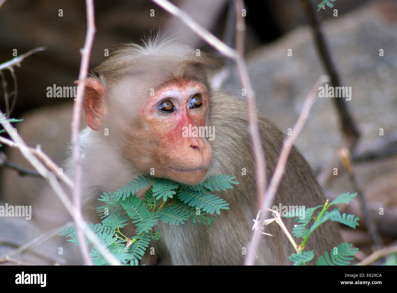 Monkey bum hi-res stock photography and images - Alamy