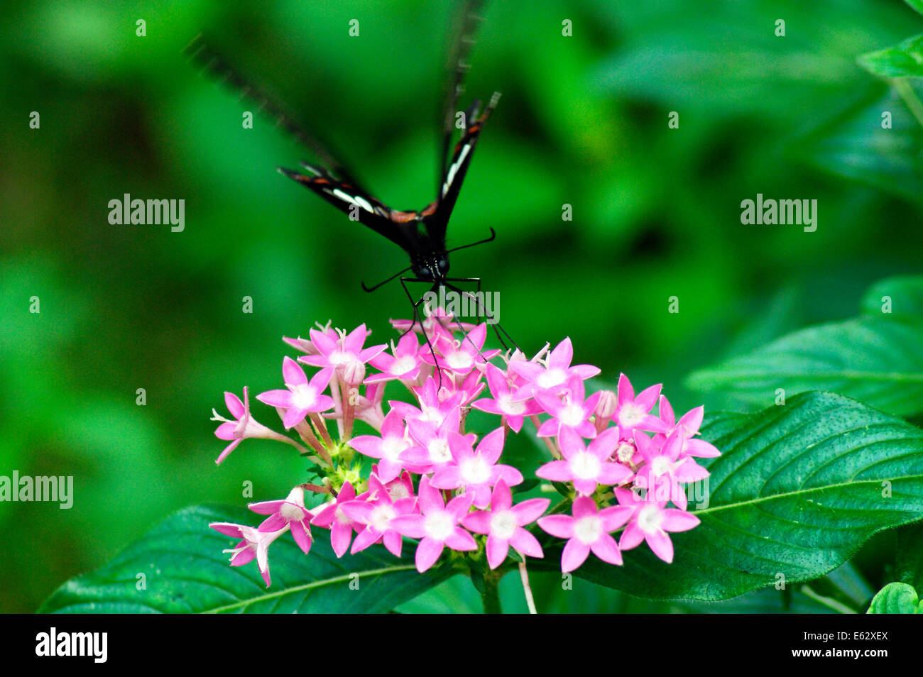 Butterfly landing on flower hi-res stock photography and images - Alamy