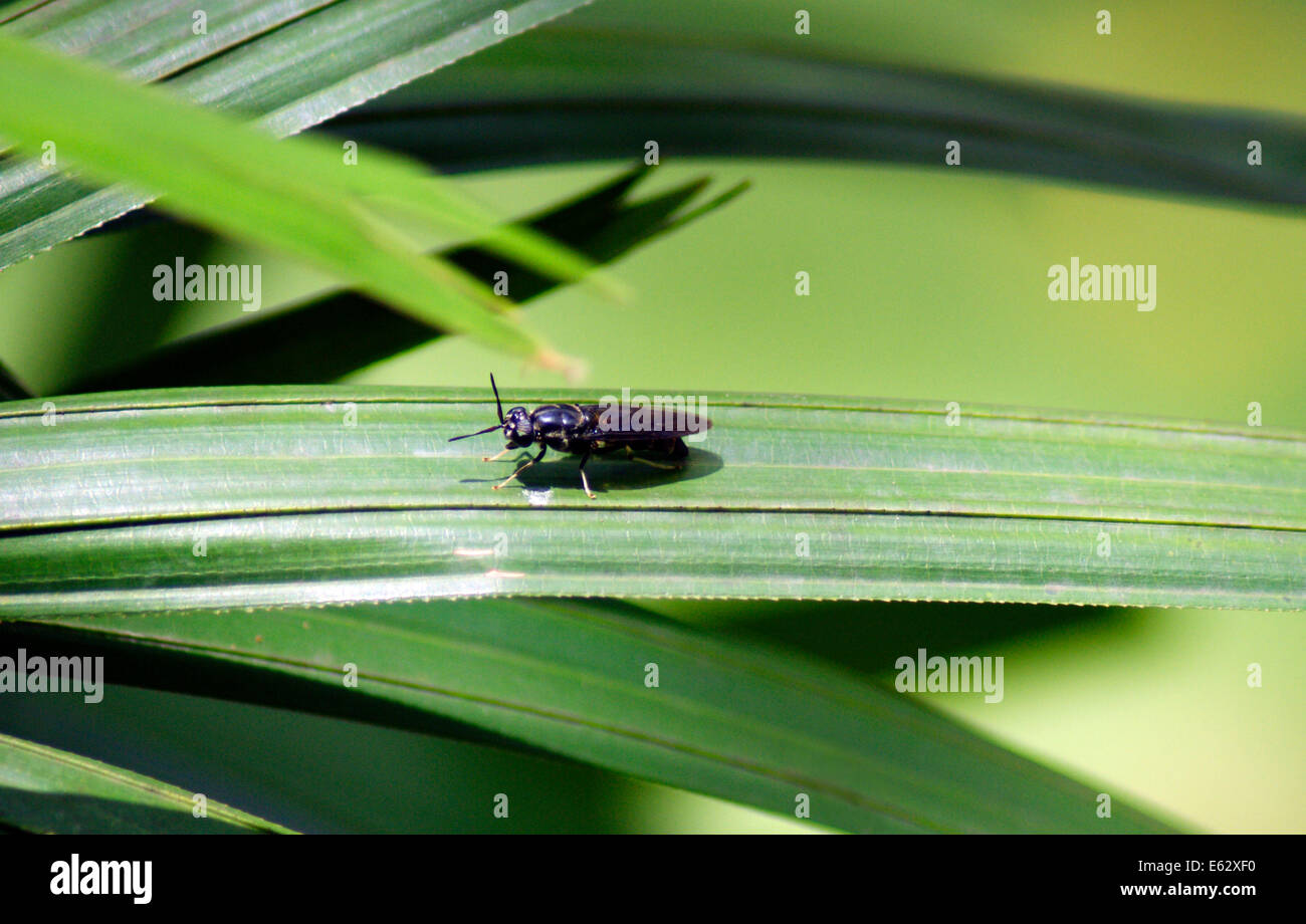 Pest Bug Insect on Plant Leaf Stock Photo - Alamy