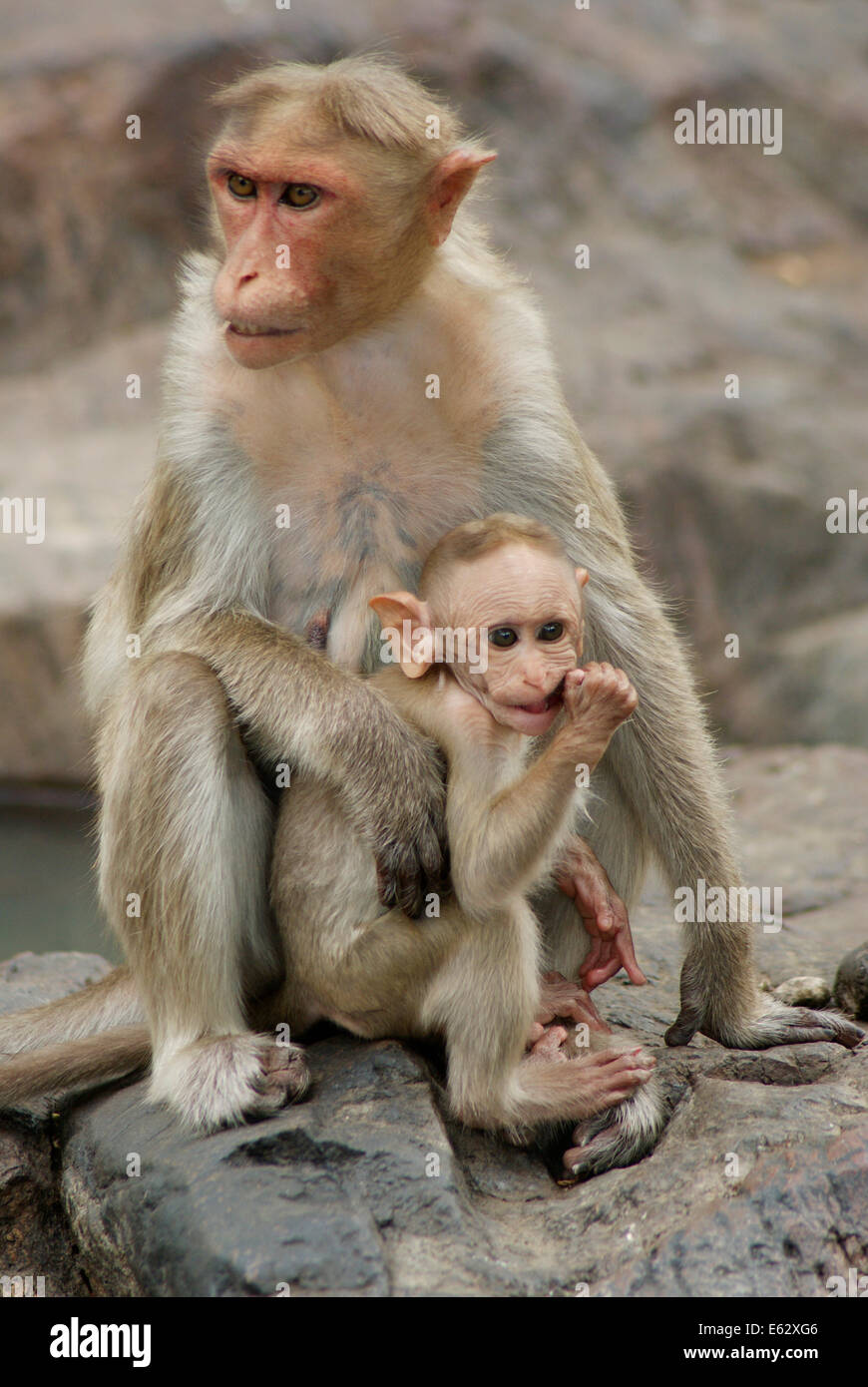 Babies and young rhesus monkeys hi-res stock photography and images - Alamy Babies and young rhesus monkeys hi-res stock photography and images - Alamy
