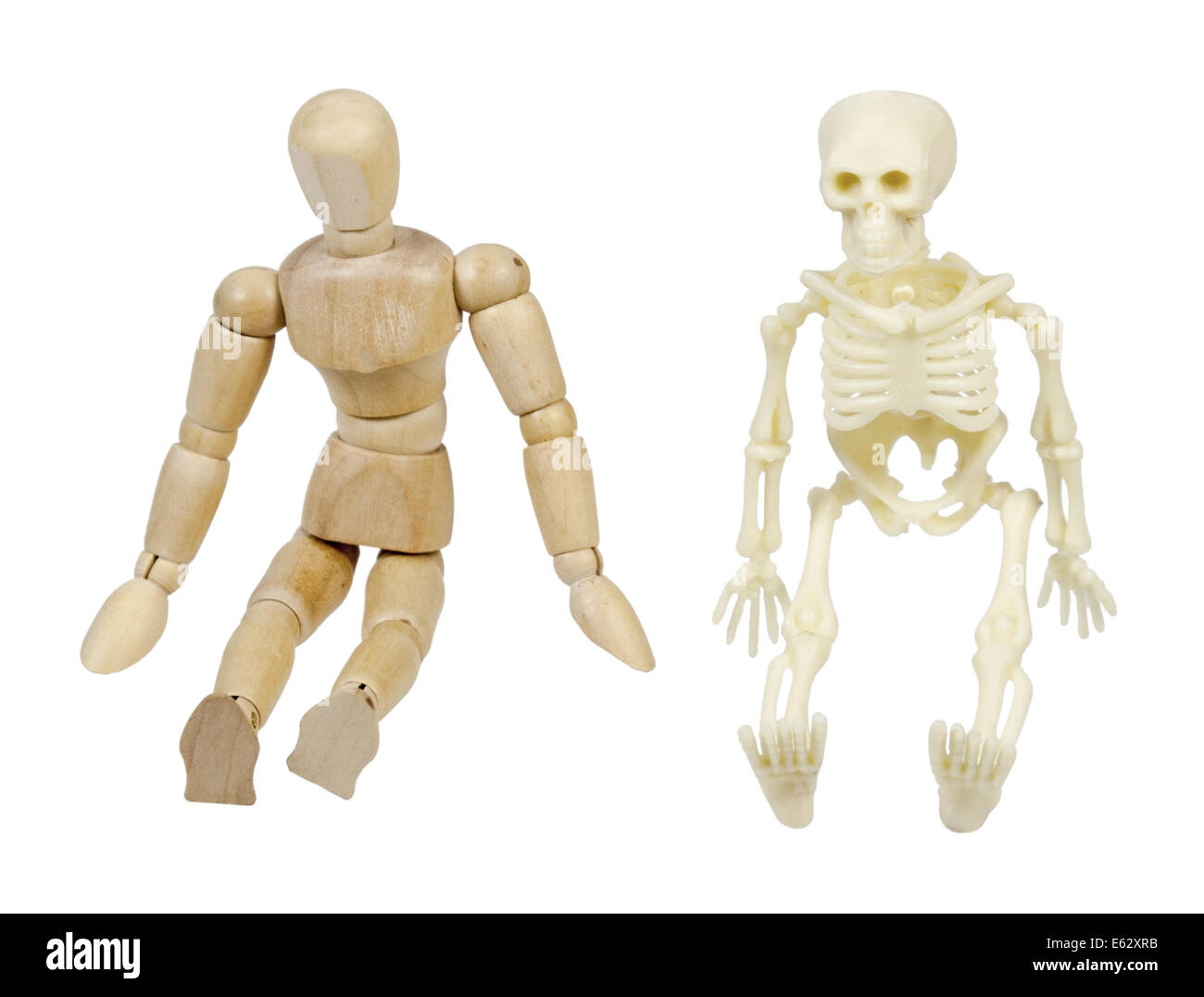 Bone structure hi-res stock photography and images - Alamy