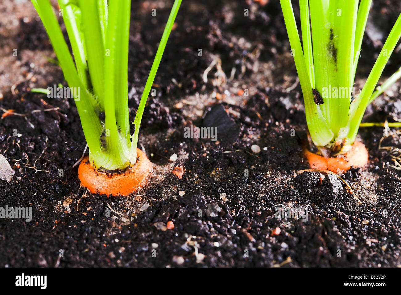 Seedbed carrot hi-res stock photography and images - Alamy