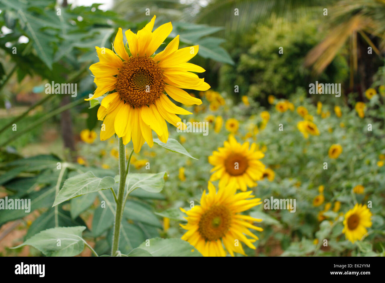 Sunflower with sun hi-res stock photography and images - Alamy