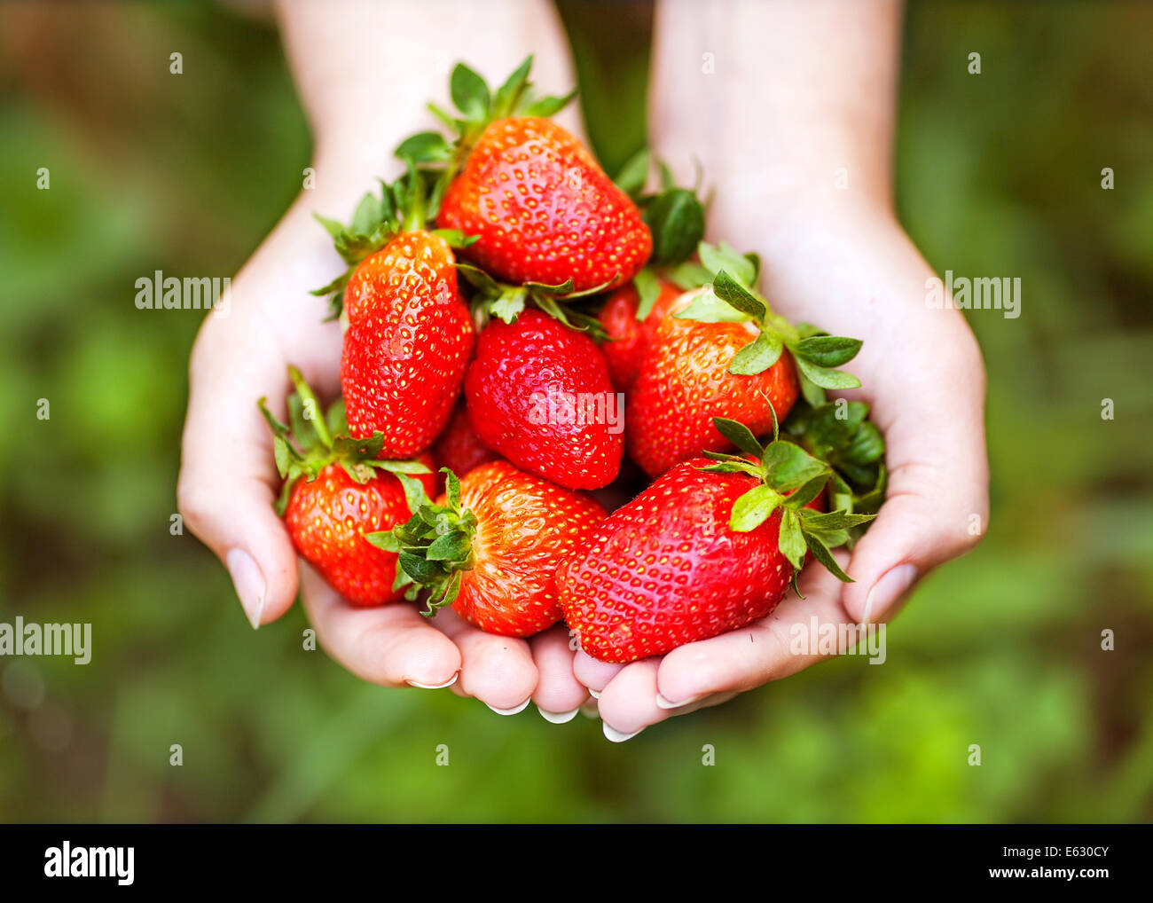 Strawberry in hands Stock Photo - Alamy