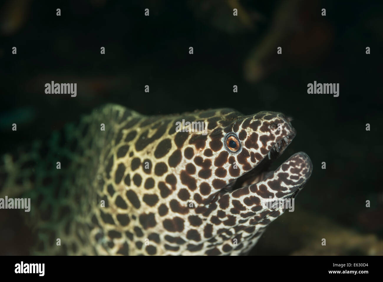 Portrait of a brown spotted moray eel Stock Photo - Alamy