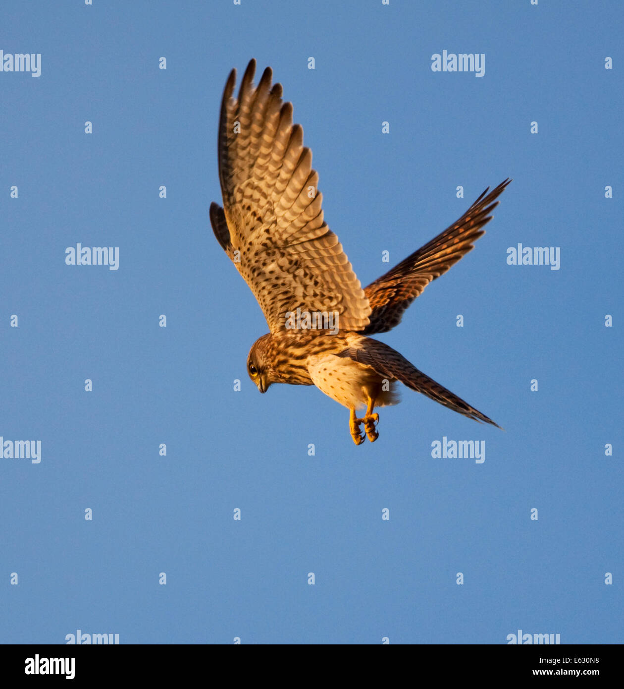Kestrel hovering looking out for a meal Stock Photo - Alamy
