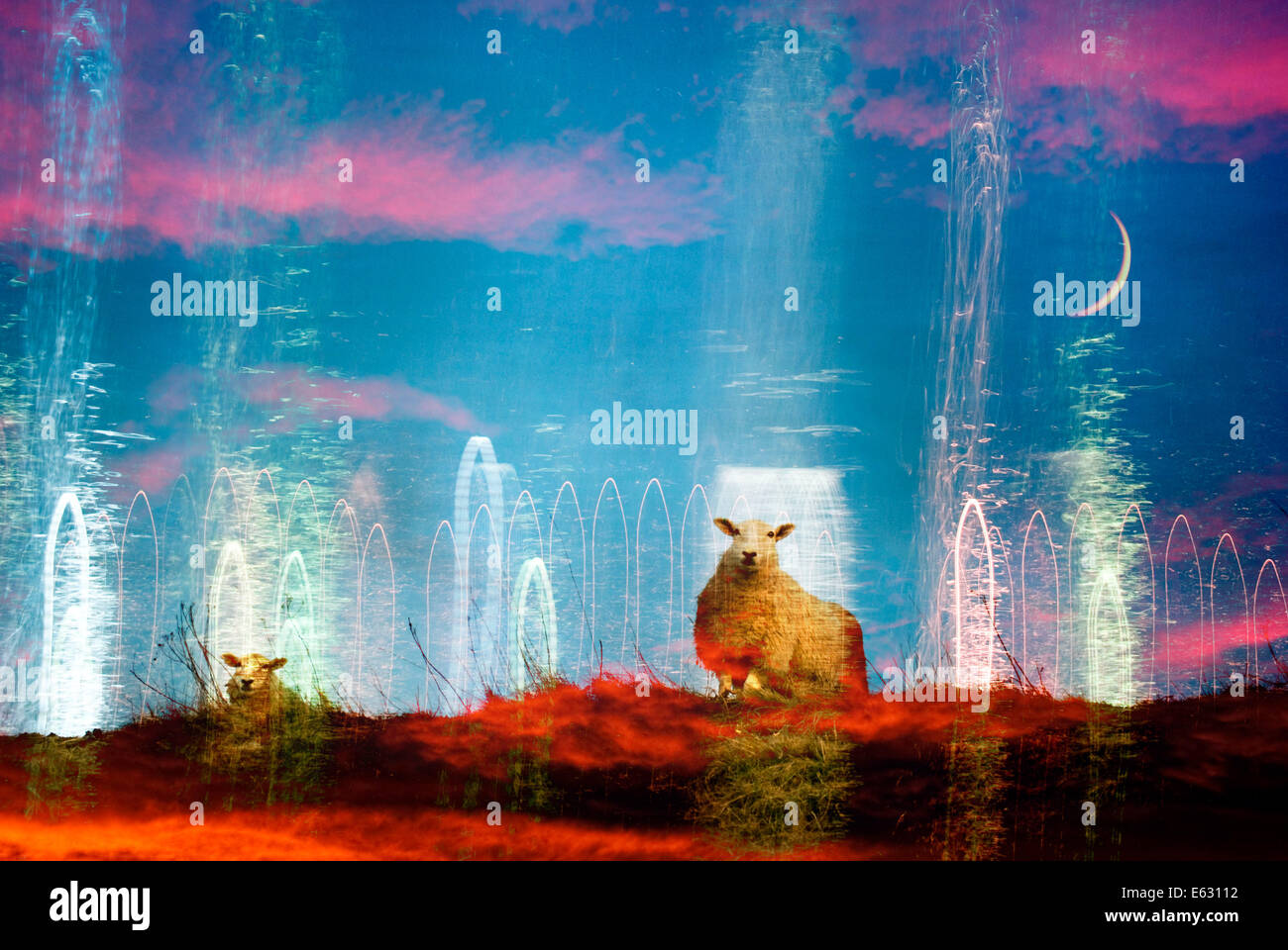 Two sheep in the psychedelic night Stock Photo - Alamy