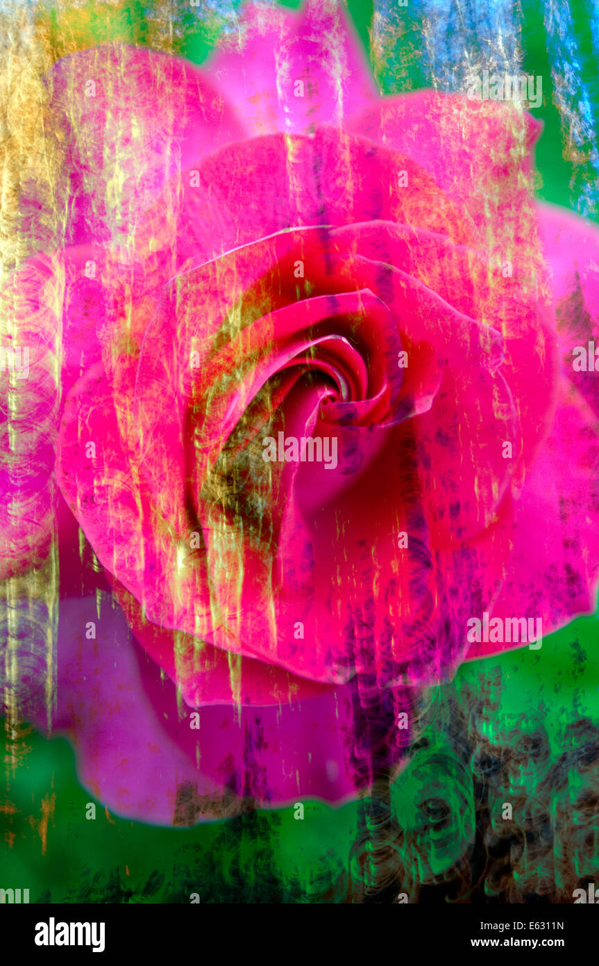 Pop art rose hi-res stock photography and images - Alamy