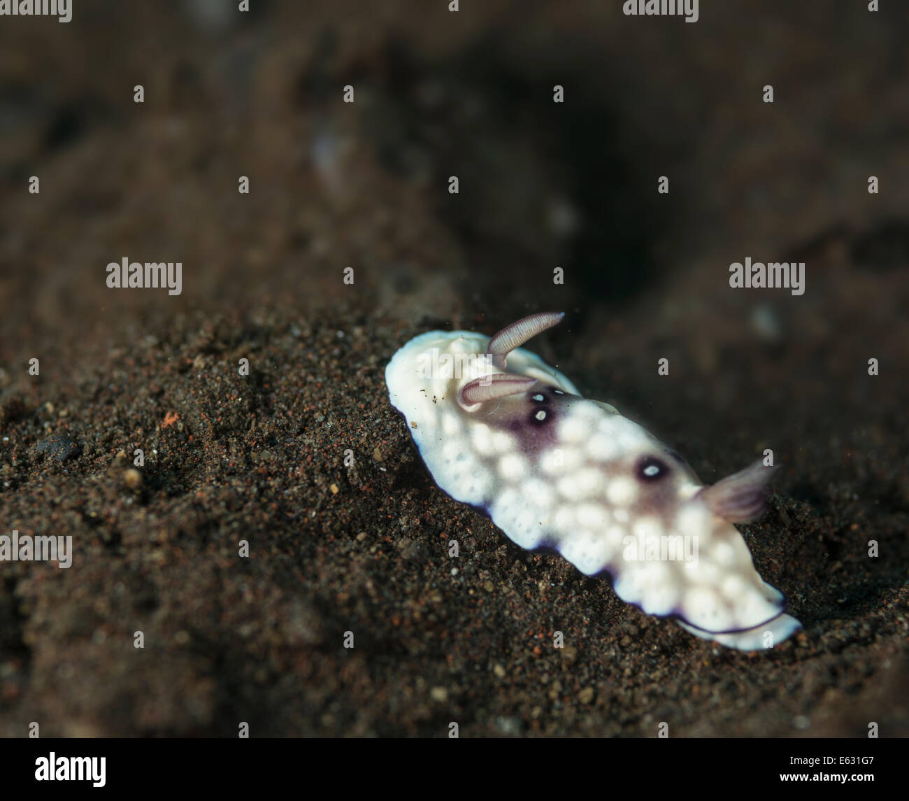 Nudibranch sea slug in hi-res stock photography and images - Alamy