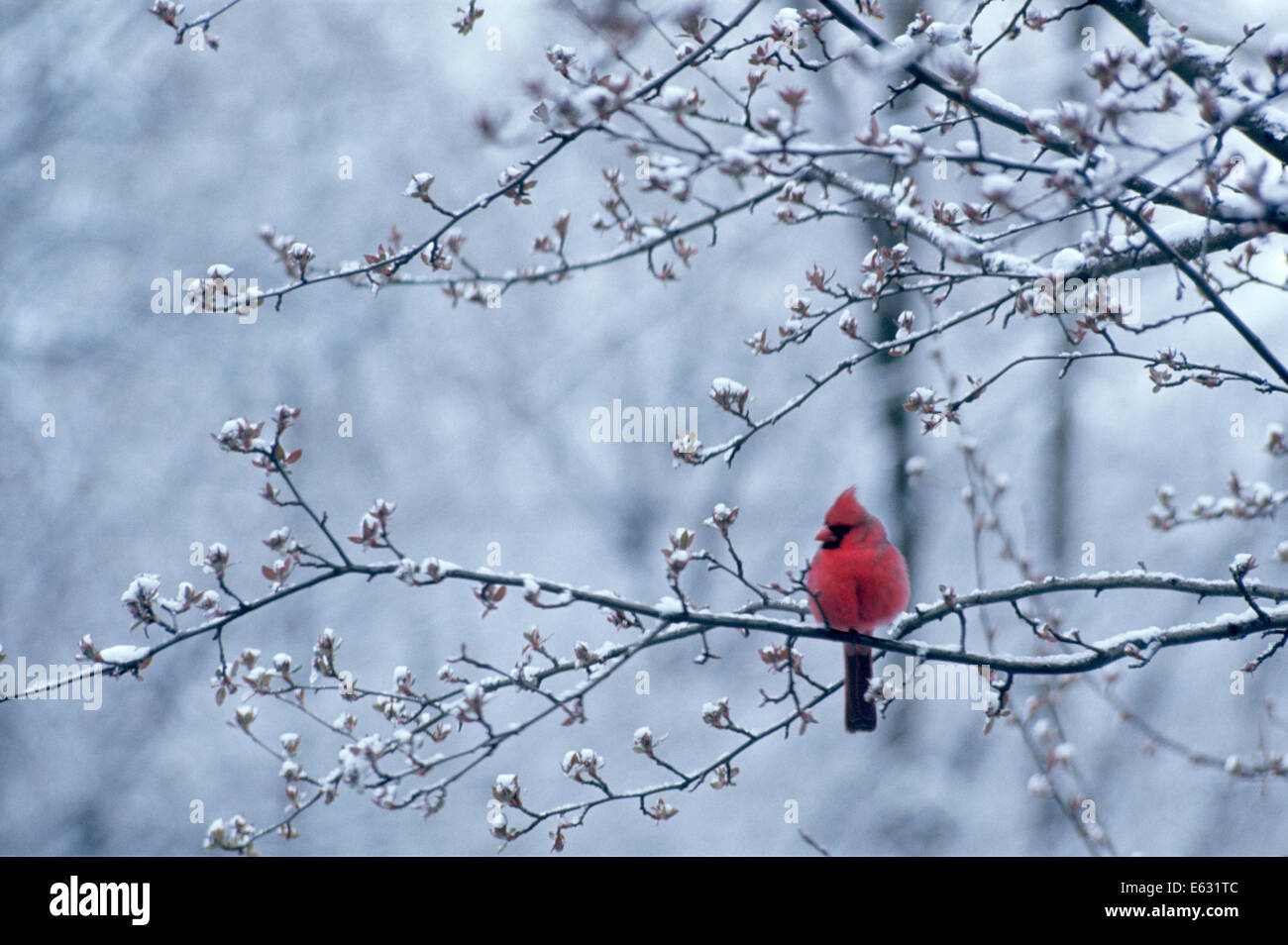 Cardinal sitting in tree hi-res stock photography and images - Alamy