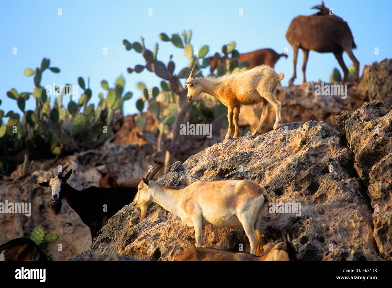 GOATS ON ROCKS ARUBA Stock Photo - Alamy