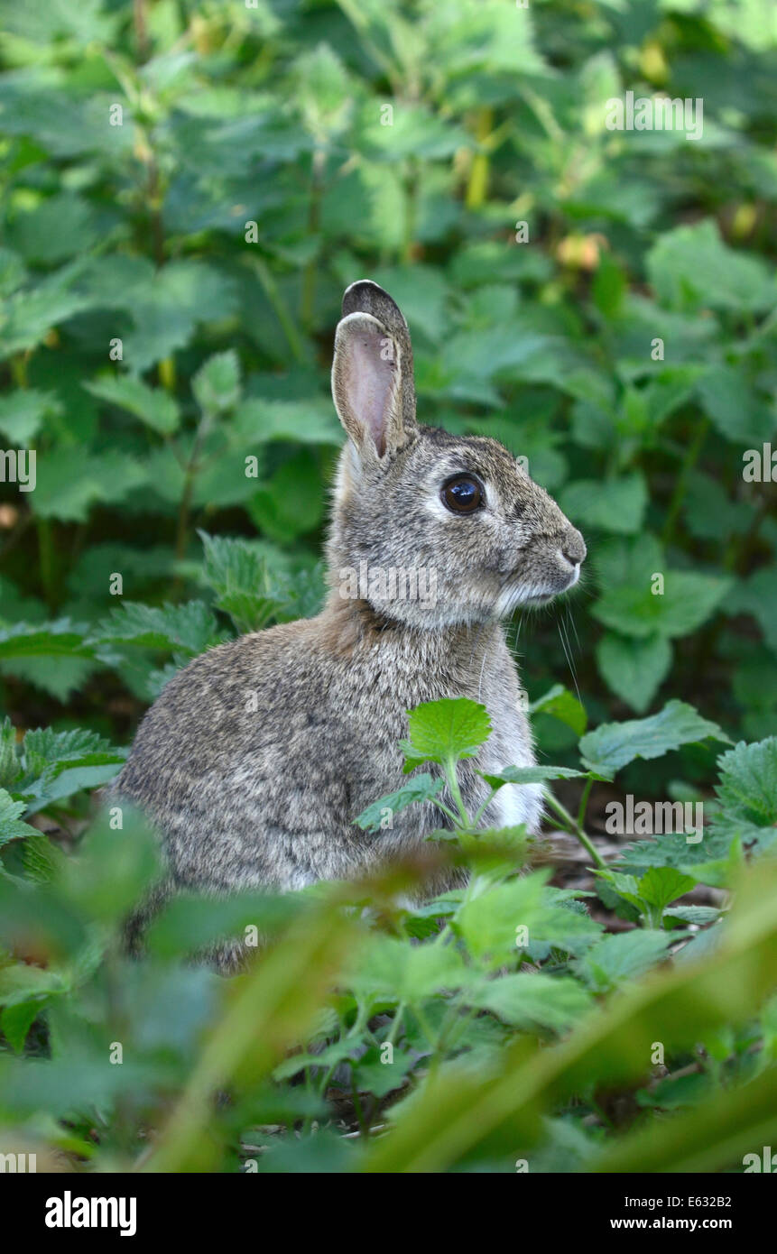 RABBIT Oryctolagus cuniculus Stock Photo - Alamy