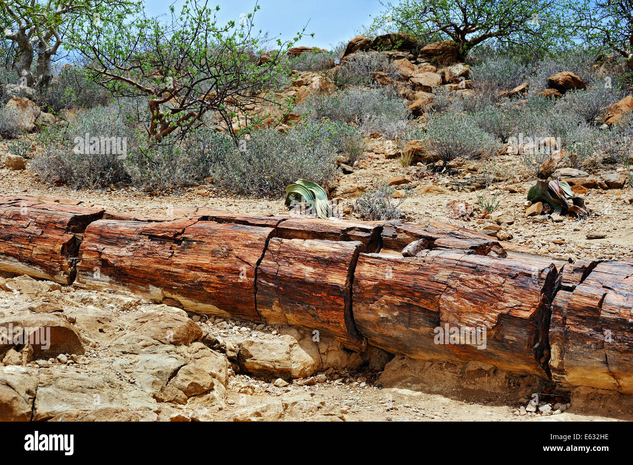 The petrified forest namibia hi-res stock photography and images - Alamy