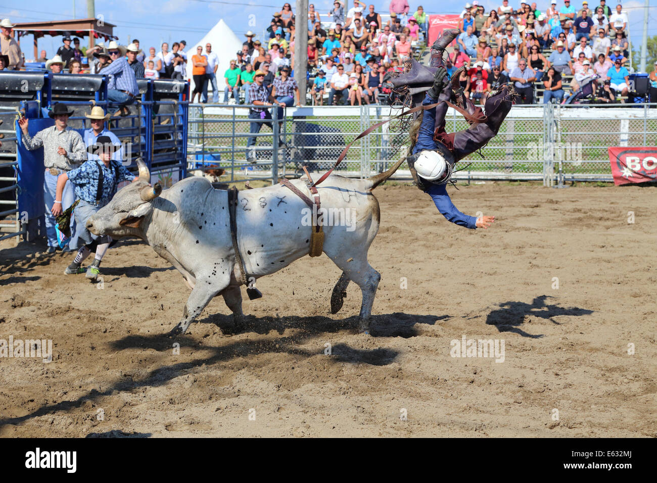 Riding bulls hi-res stock photography and images - Alamy
