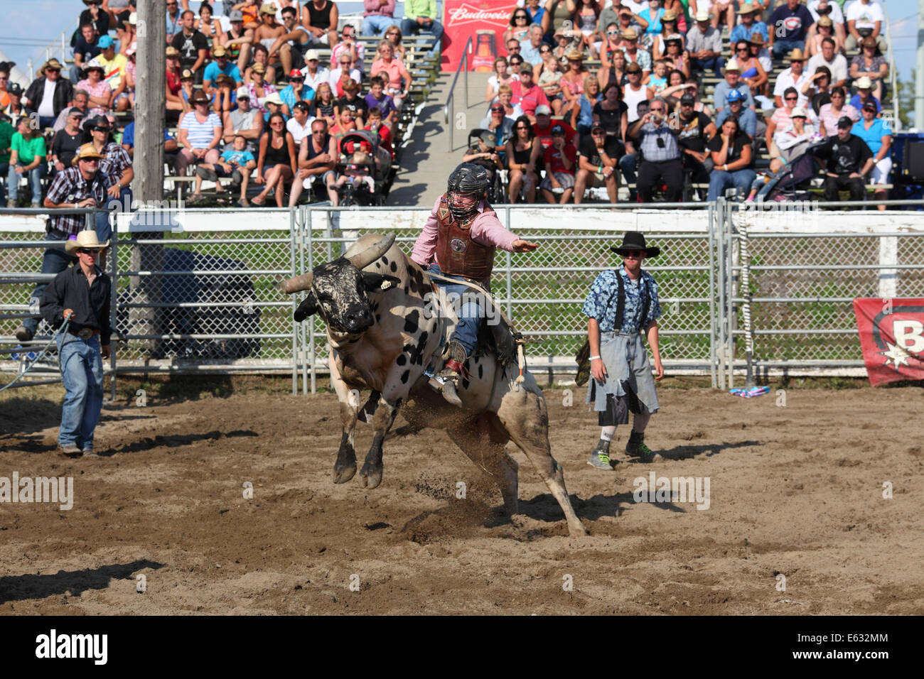 Rodeo bull hi-res stock photography and images - Alamy