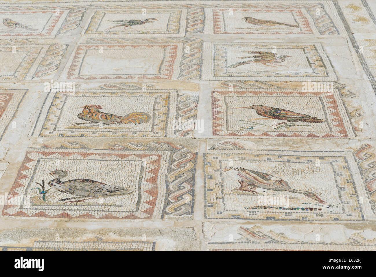 Roman bird mosaic hi-res stock photography and images - Alamy