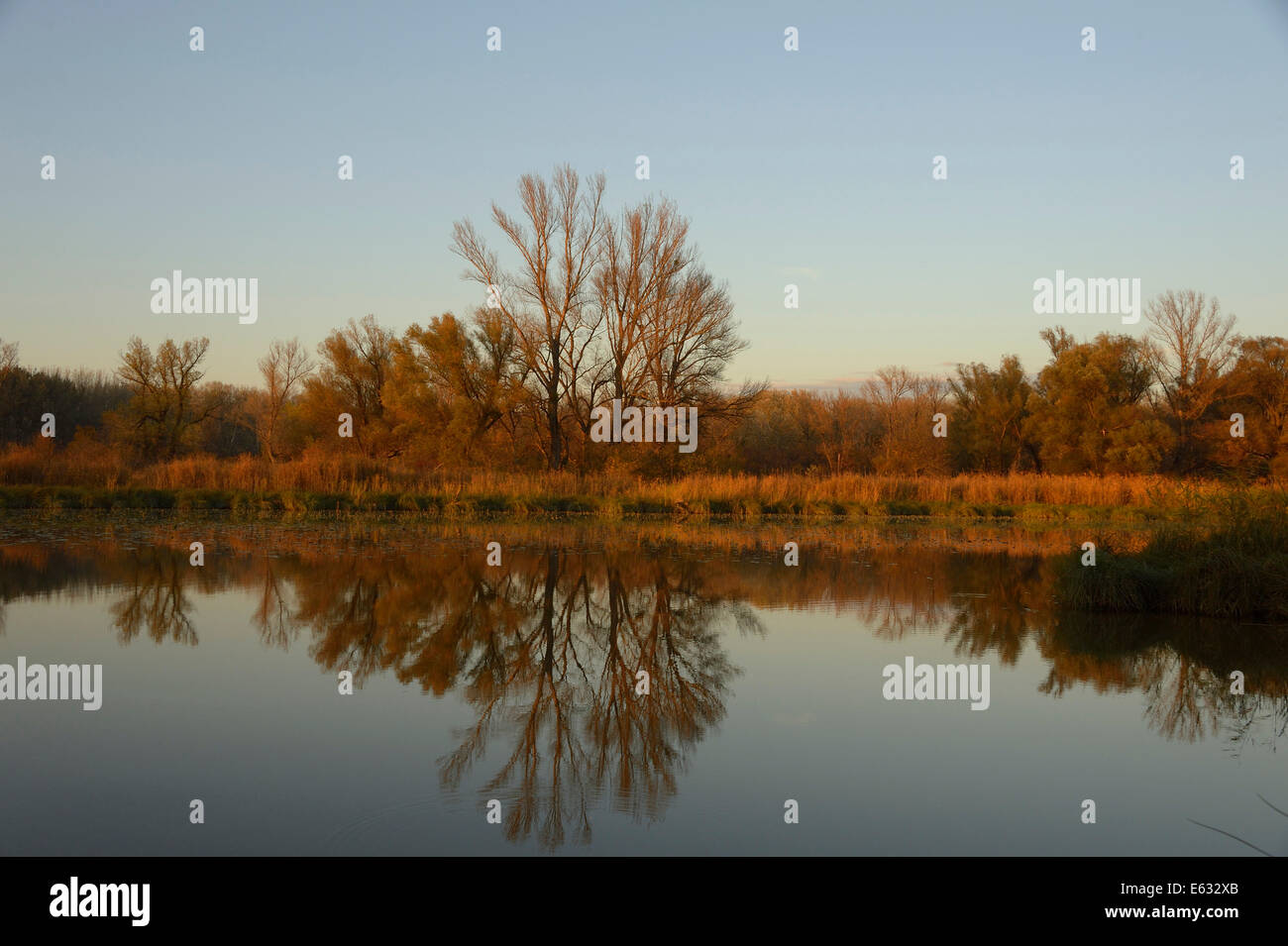 Landscape in the evening light, Lobau wetlands, Danube-Auen National ...