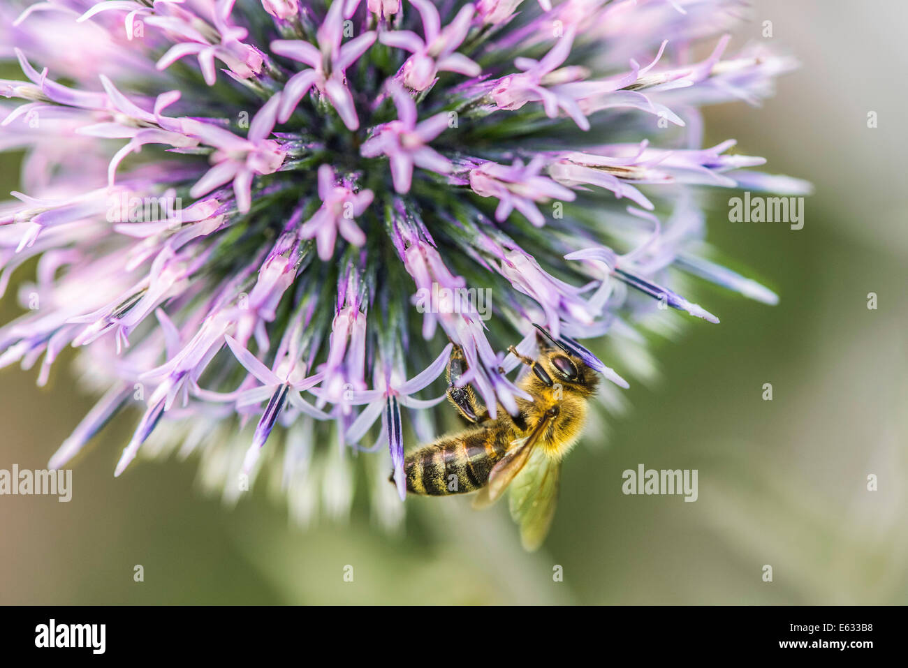 Pollen collecting insects hi-res stock photography and images - Alamy