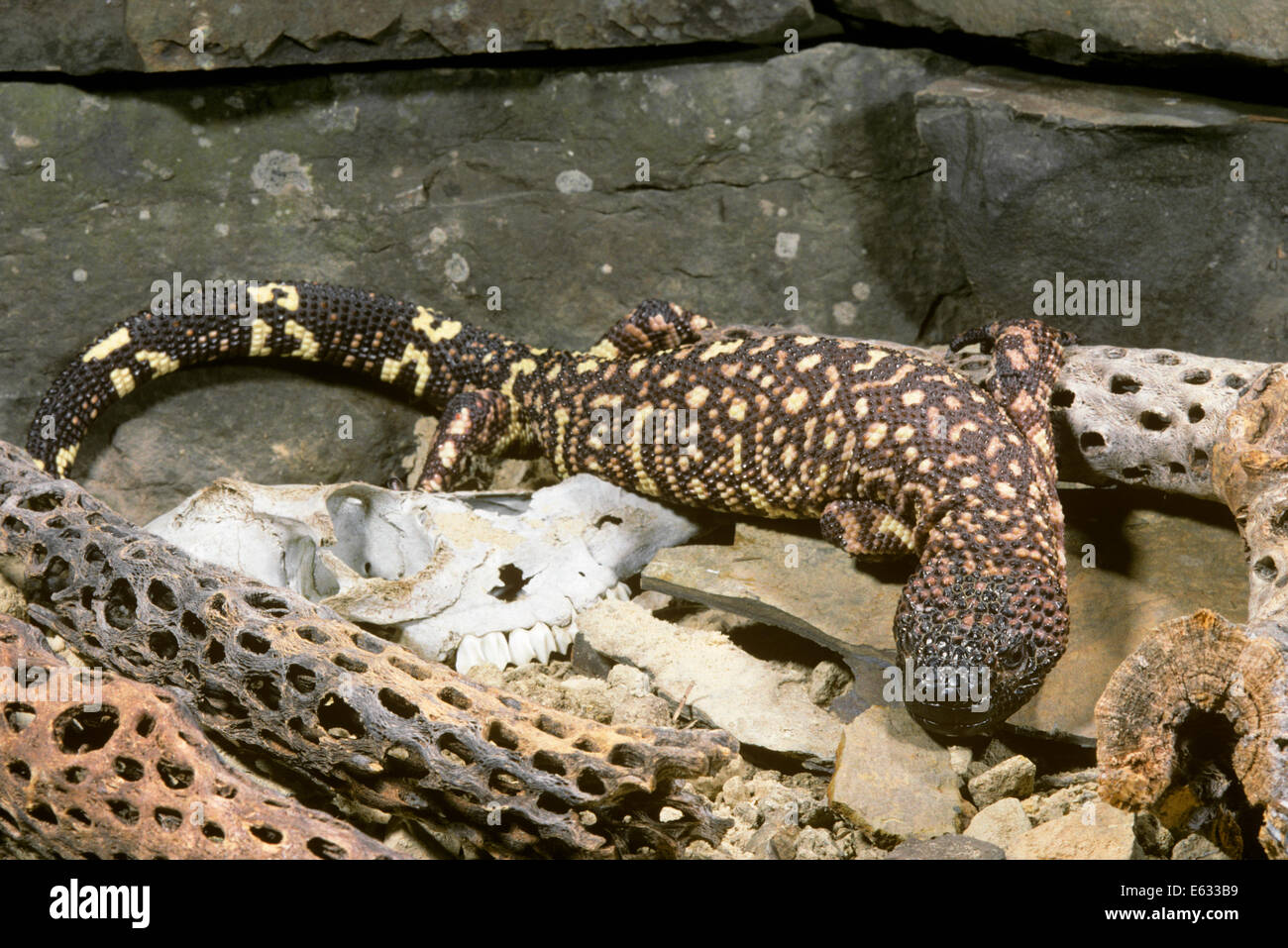 MEXICAN BEADED LIZARD Heloderma horridum WESTERN MEXICO Stock Photo - Alamy