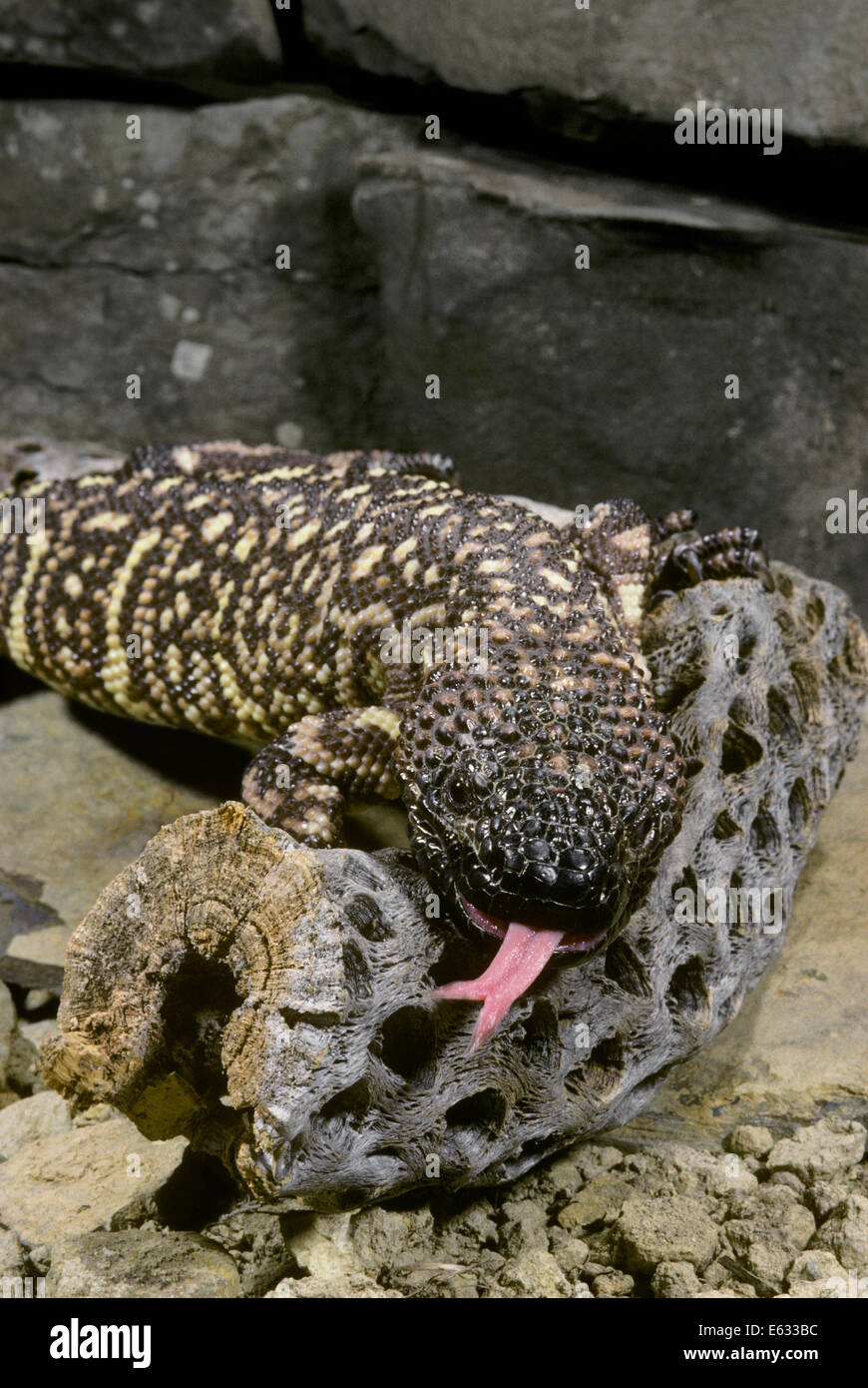 MEXICAN BEADED LIZARD Heloderma horridum WESTERN MEXICO Stock Photo - Alamy