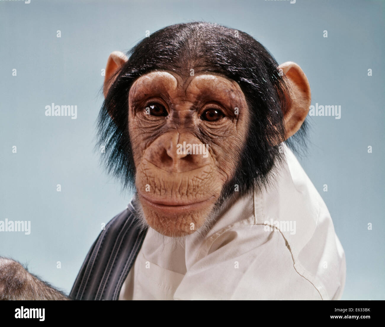 1970s CLOSE-UP FACE CHIMPANZEE LOOKING AT CAMERA WEARING HUMAN SHIRT ...